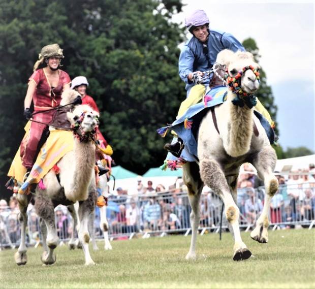 CAMEL RACING AT PAXFORD ON EASTER MONDAY | Pointing West Mercian